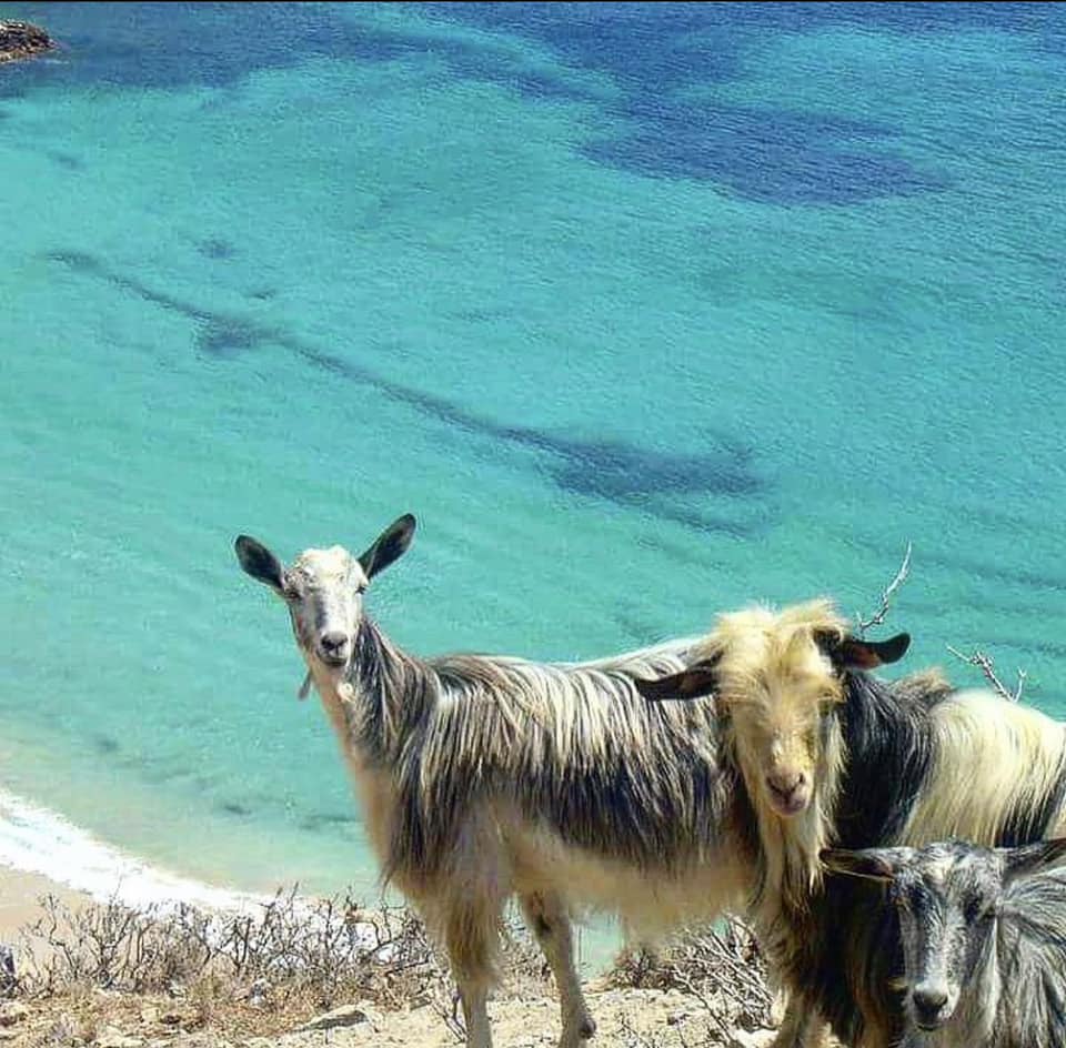 Greece has the largest number of goats in Europe! - iGreekIslands